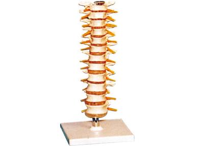 China Thoracic Vertebra with stander  Human Anatomy Model  for nursing school for sale