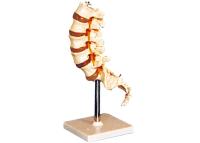 China Lumbar Vertebra fixed on base plate   Human Anatomy Model  for college training for sale