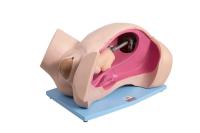 China Manual Childbirth Simulator Emergency Delivery Training Model PVC Medical Education for sale
