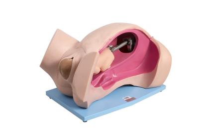 China Manual Childbirth Simulator Emergency Delivery Training Model PVC Medical Education for sale