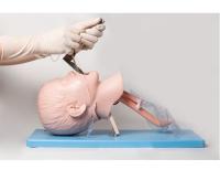 China Asian Skin Color Child Intubation Pediatric Manikin for Oral and Nasal Training 3 Years for sale