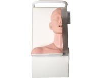 China Medical Science Vivid Swallow Mechanism Simulator for sale