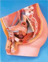 China Median Sagittal Section of Male Pelvis Model 27cm Medical Training Anatomy for sale