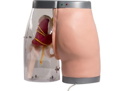 China Skin Color VC Intramuscular Injection Buttock Model for sale