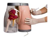 China Transparent Intramuscular Injection Training Buttocks Model with Buzzer ISO 9001 for sale