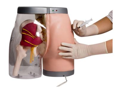 China Transparent Intramuscular Injection Training Buttocks Model with Buzzer ISO 9001 for sale