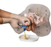 China ISO PVC Male Urethral Catheterization Simulator 56cm Training Model for sale