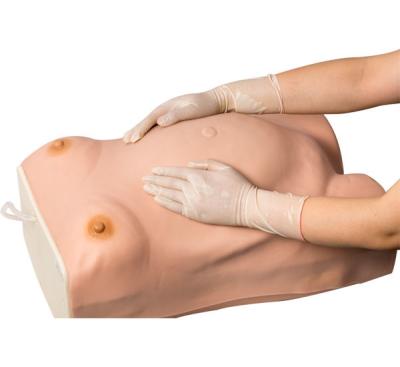 China Maternity Pelvic Measurement Medical Training Manikin PVC Skin Color for Hospital College for sale
