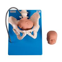 China Gynecologic Fixed PVC Female Pelvis Model with Two Fetus Heads for Medical Training for sale