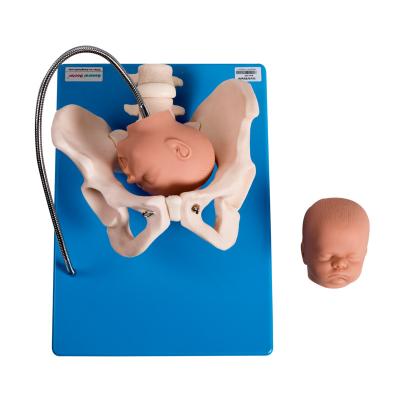 China Gynecologic Fixed PVC Female Pelvis Model with Two Fetus Heads for Medical Training for sale