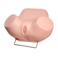 China Viginal Examination Gynecologic Simulator With Normal Uterus for sale