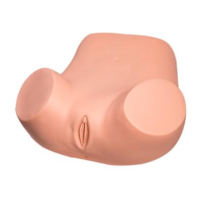 China Replacement Uterus Gynecologic Simulator Vaginal Pelvic Exam Trainer PVC for sale