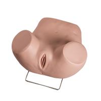 China PVC Gynecological Examination Model With Replacement Cervicals for sale