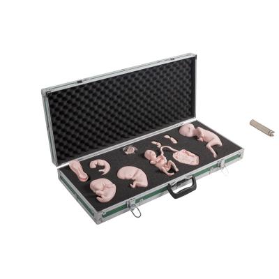 China PVC Fetal Development Model 9 Stage Embryo Teaching Aid for School Training for sale