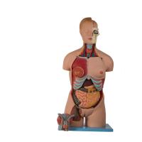 China 20 Parts Torso PVC Human Anatomical Model With Head Open for sale