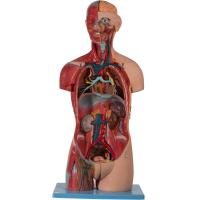 China Skin Color Sexless Torso Human Anatomy Model With Inner Structures for sale