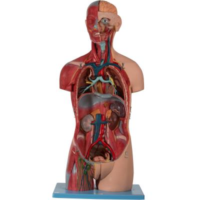 China Skin Color Sexless Torso Human Anatomy Model With Inner Structures for sale