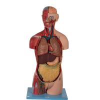 China 20 Parts Sexless Torso Anatomical Model with Inner Organs Life Size PVC for Medical Training for sale
