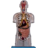 China Realistic PVC Paint Human Anatomy Model With Internal Organs for sale