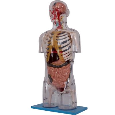 China PVC Transparent Human Torso Model with Internal Organs for College Medical Training 85cm for sale