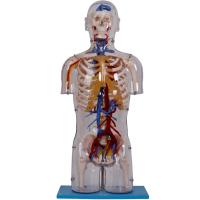 China Transparent Torso Human Anatomy Model With Neural And Vascular Structures for sale