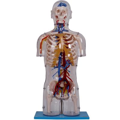 China Transparent Torso Human Anatomy Model With Neural And Vascular Structures for sale