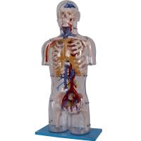 China PVC Human Anatomy Torso Model 105cm for College Medical Training for sale