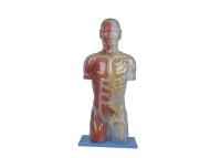 China Transparent Half PVC Human Anatomy Model School Training Skin Color for sale