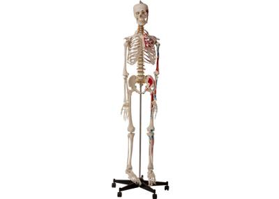 China Colleges Anatomical Human Skeleton With Muscles And Ligaments for sale