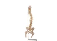 China PVC Vertebral Column with Pelvis and Femoral Head for Anatomy Training 180cm for sale