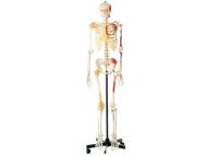 China Anatomy Training PVC Paint Skeleton With Muscles And Ligaments for sale