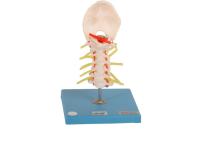 China Training Vertebral Anatomical Model Skin Color With Ligaments for sale