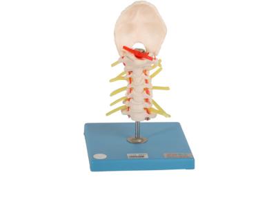 China Training Vertebral Anatomical Model Skin Color With Ligaments for sale