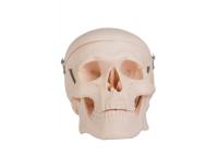 China Adult Skull Human Anatomy Model 3 Part Separable PVC for Medical College Training for sale