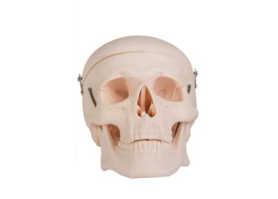 China Adult Skull Human Anatomy Model 3 Part Separable PVC for Medical College Training for sale