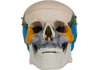 China Coloring Anatomy PVC Adult Skull Bone Model School Training for sale