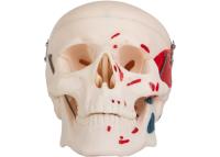 China Adult Skull Muscle Coloring Model 3 Parts Human Anatomy PVC Medical Teaching for sale