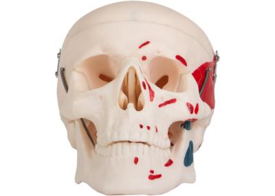 China Adult Skull Muscle Coloring Model 3 Parts Human Anatomy PVC Medical Teaching for sale