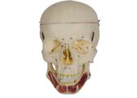 China Adult Skull Model with Nerve and Artery 3 Part PVC for Medical School Training for sale