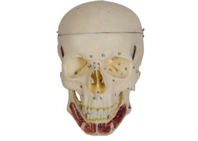 China Adult Skull Model with Nerve and Artery 3 Part PVC for Medical School Training for sale