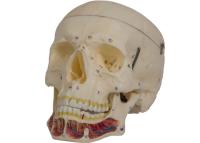 China Color Marked Cranial Sinuses Skull Model 3 Part PVC for Medical Training for sale