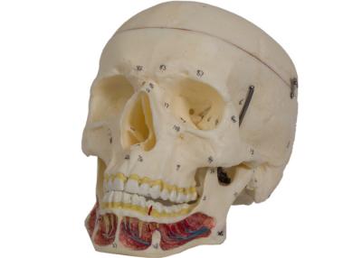 China Color Marked Cranial Sinuses Skull Model 3 Part PVC for Medical Training for sale