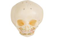 China Skin Color Infant Skull Model 2 Parts Separable Medical Training for Colleges for sale