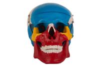 China Blue Red Painted Plastic Anatomical Skull Model for Medical School Training ISO 45001 for sale