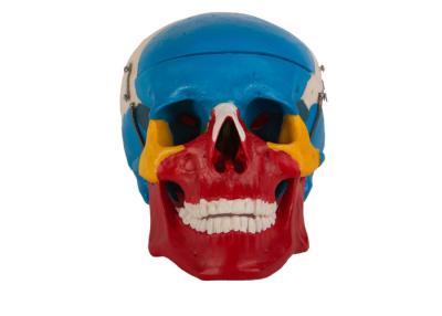 China Blue Red Painted Plastic Anatomical Skull Model for Medical School Training ISO 45001 for sale