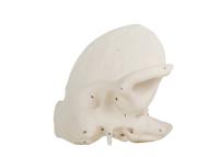 China Human Anatomical Temporal Bone Model For Medical School Training for sale