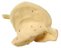 China Temporal bone human anatomical model for first aid course training for sale