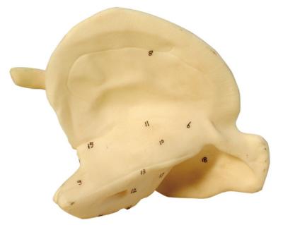 China Temporal bone human anatomical model for first aid course training for sale
