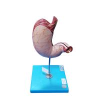 China Stomach Model with Longitudinal and Circular Muscle 17cm 18cm 7cm for Medical Teaching for sale