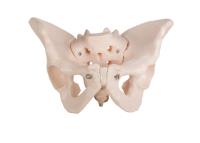 China Hand Painted Male Pelvis Anatomy Model with Two Upper Ilium Life Size PVC Medical Training for sale